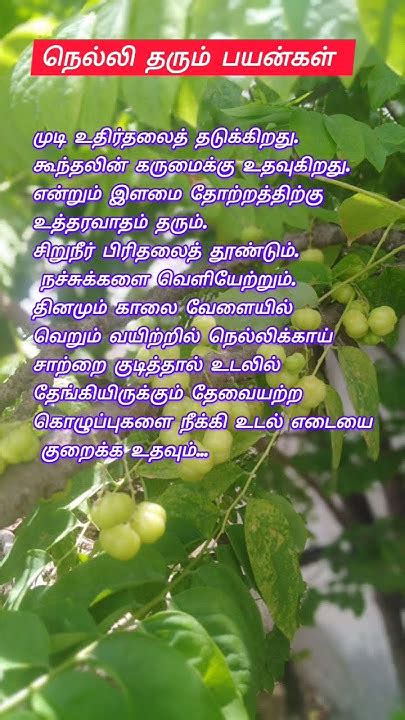 நெல்லிக்காய்பயன்கள் Shorts Jjmuthu Youtube