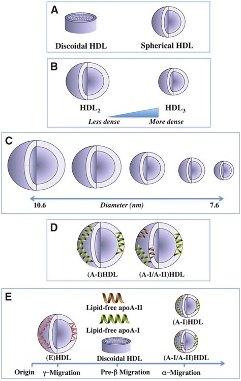 HDL Heterogeneity The HDL In Human Plasma Consist Of Several Download Scientific Diagram