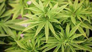 Cannabis Can Help Reset Ghanas Economy Chamber Advocates