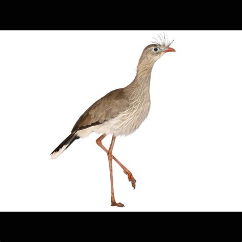 Red Legged Seriema Cariama Cristata Identification Birda