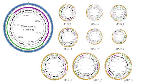 circular map of the l plantarum pu3 genome visualized using proksee
