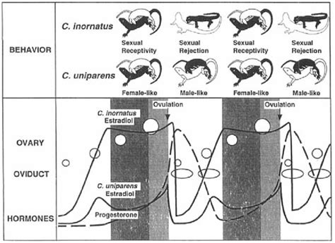 Schematic Illustration Of The Relationship Between Ovarian Development Download Scientific