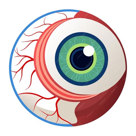Human Eyeball Anatomy Clip Art And Vector Design With A White