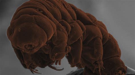 Tardigrades Microscopic Water Bear Can Survive Almost Anything Cnn