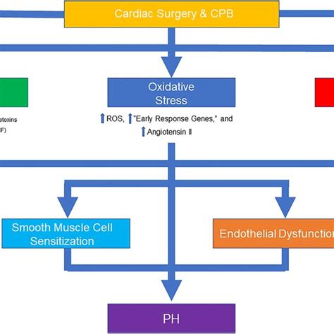 Pulmonary Vasomotor Dysfunction Cox Txa2 And Pgi2 Pathway Et
