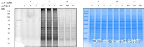 细胞中，非共价药物靶点发现 知乎