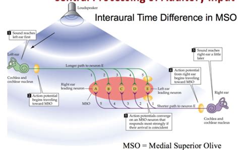 Sound Localisation Flashcards Quizlet