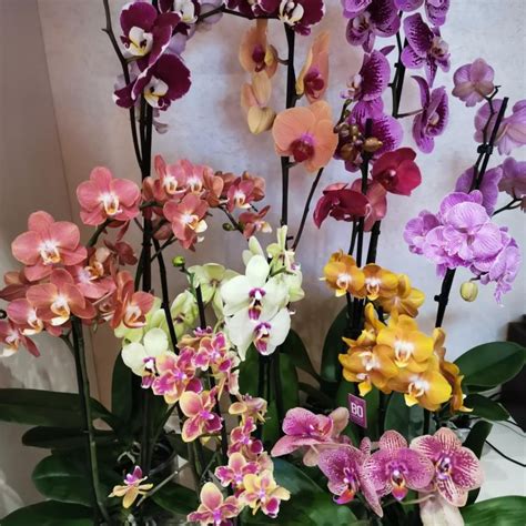 Орхидеи фаленопсис в наличии купить в Москве цена 1 400 руб дата размещения 18 11 2023