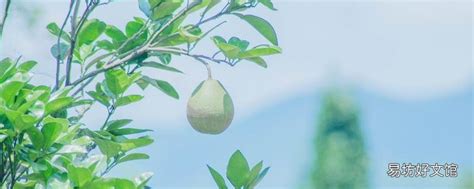 冰糖柚子的功效和作用 冰糖柚是发物吗 柚子易坊