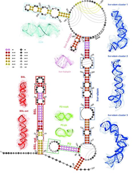 The Consensus Driven Secondary Structure For The 3 Utr Region Download Scientific Diagram