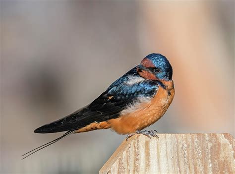 Barn Swallow Photograph By Loree Johnson Fine Art America