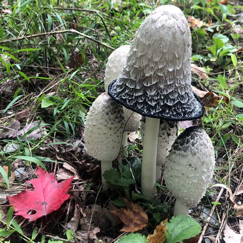 Alcohol Inky Cap Mushroom