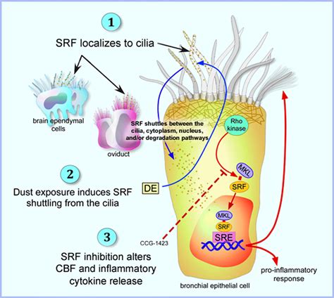 Ciliated Epithelial Cell