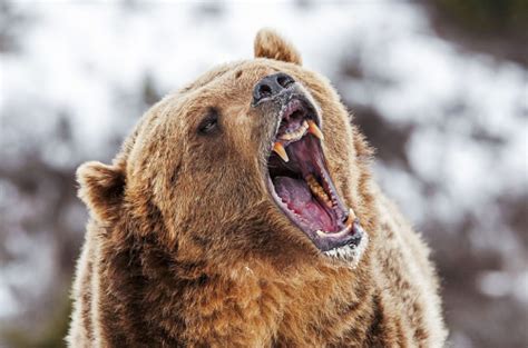 Create A Bear Tear List Tier List Tiermaker