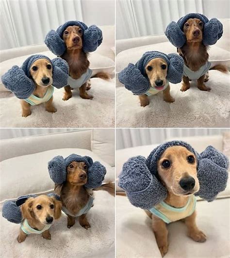 머리에 수건으로 만든 양머리 쓰고 귀여움 폭발 중인 닥스훈트 강아지 애니멀 플래닛