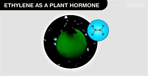 Ethylene Structure Formula Function Uses And Role As A Plant Hormone