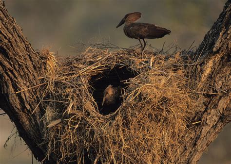 Hamerkop Nests Birds South Africa