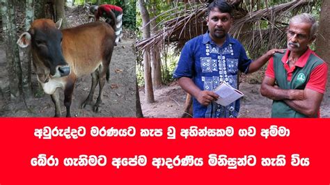 පුදුමාකාර හිල වු අහිංසක ගවයාගේ කතාව Youtube