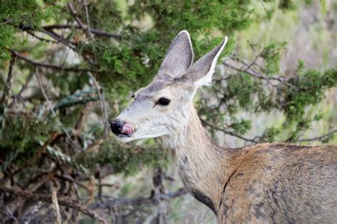 Mule Deer Doe Enjoys Prickly Pear Cactus At Black Mesa Steve Creek