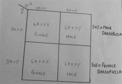 Sex Determination In Human And Drosophila Process Exam Winners