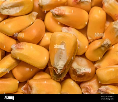 Field Corn Kernel Count At Sarah Alanson Blog