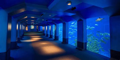 Nemo Aquarium