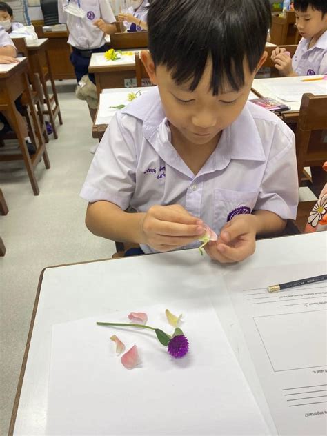 Grade 4 Science Class With Flower Dissections Satit Kaset IP