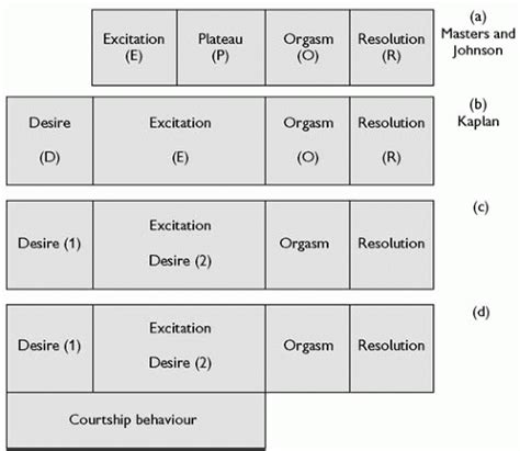 Normal Sexual Function Neupsy Key