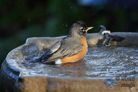 American Robin Outside My Window