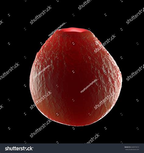 3d Rendering Cryptococcus Fungi Stock Illustration 640974313 Shutterstock