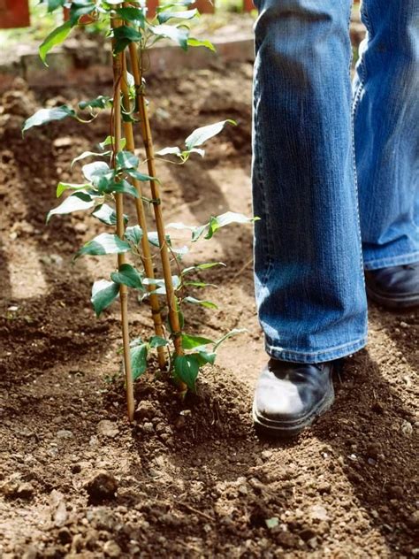 How To Grow Clematis Vine Clematis Clematis Vine Plants
