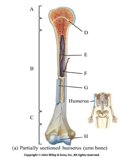 Biol 2022 Skeletal System Flashcards Quizlet