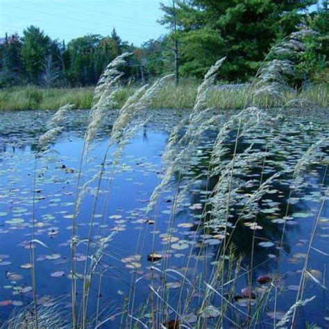 Bluejoint Calamagrostis Canadensis