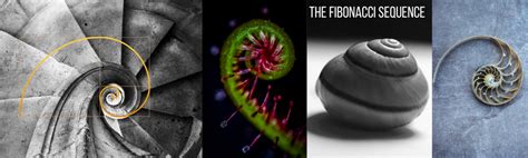 the fibonacci sequence its significance and how it is used in 2023 fibonacci fibonacci