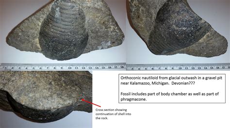 Interesting Nautiloid Fossil Id The Fossil Forum
