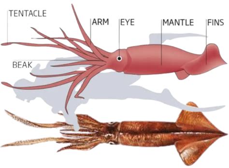 Seafood Media Group Worldnews Humboldt Squid Reveals Ocean Climate