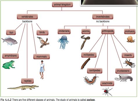Water Bug Classification Stem Lyndale Secondary College