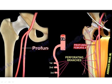 Arteria Femoral Profunda Deep Femoral Artery Profunda Femoris