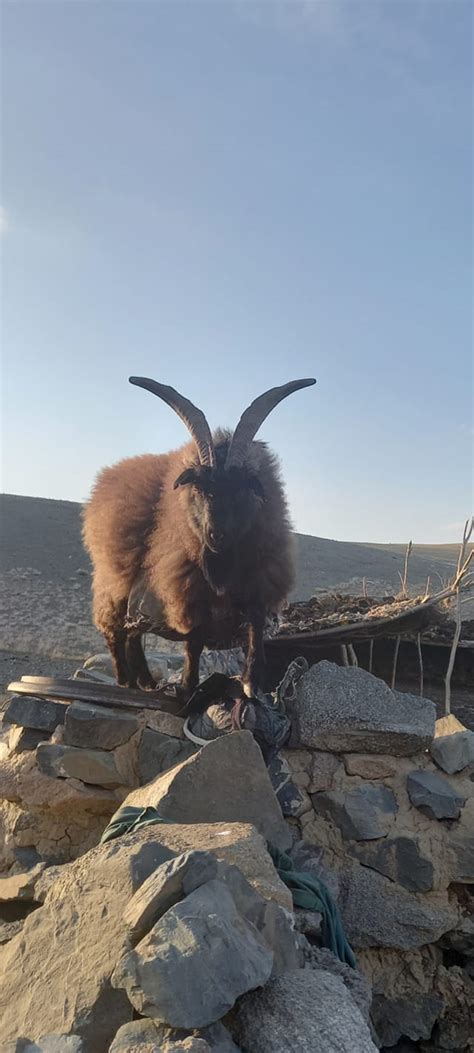 🐐Уулын Бор Үлдэрийн ухна ямаа сонирхогчид