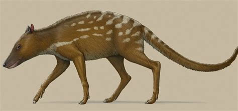 Ancient Mouse Deer Like Fossil Turns Out To Be The Ancestor Of Whales