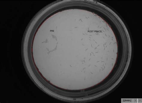 How To Disperse Worms And Avoid Aglutination [smart] Phylumtech