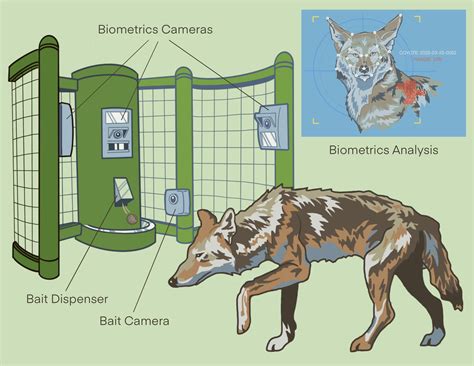 Addressing Mange In Coyotes With The Assistance Of Artificial