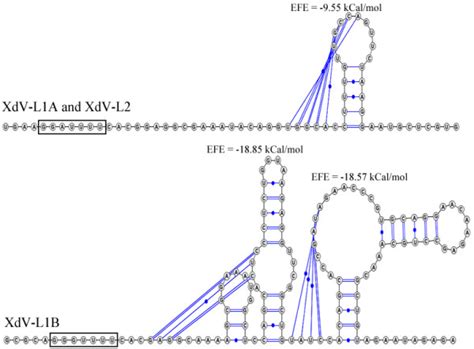 Pseudoknot Structure Prediction The Predictions Were Performed Using A Download Scientific