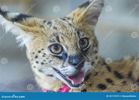 Serval Africano Imagen De Archivo Imagen De Manchado 42115575