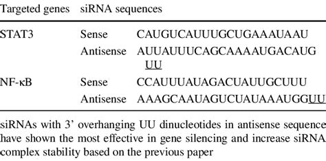 Sequence Of Sirna For Silencing Stat3 And Nf κb Download Scientific
