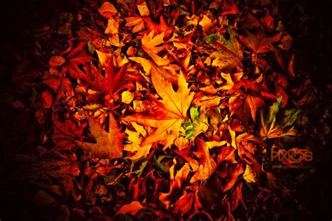 علی حبیب نژاد