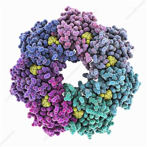 Human Mitochondrial Clpp Complex Molecular Model Stock Image C047 9396 Science Photo Library