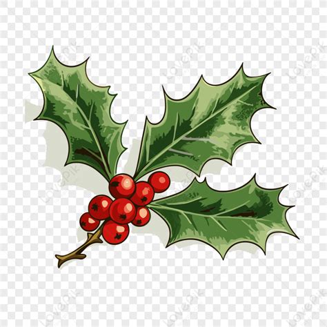 홀리 클립 아트 홀리 지점은 붉은 열매 만화와 흰색 배경에 묘사되어 있습니다 벡터공장나뭇가지 Png 일러스트 무료 다운로드 Lovepik