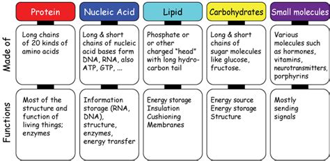 Biological Molecules