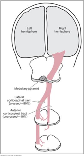 Chapter 13 Motor System Spinal Cord Flashcards Quizlet